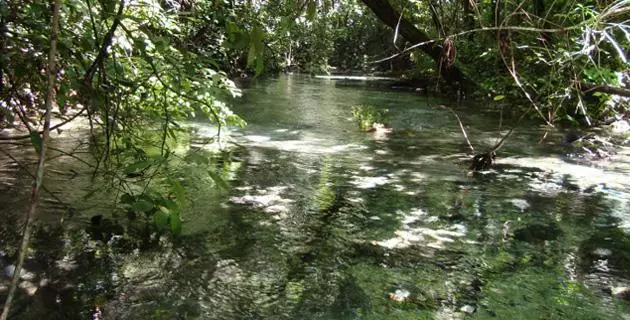 Neman Lacandonia Schismatica (Chiapas)