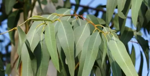 eucalyptus fifu