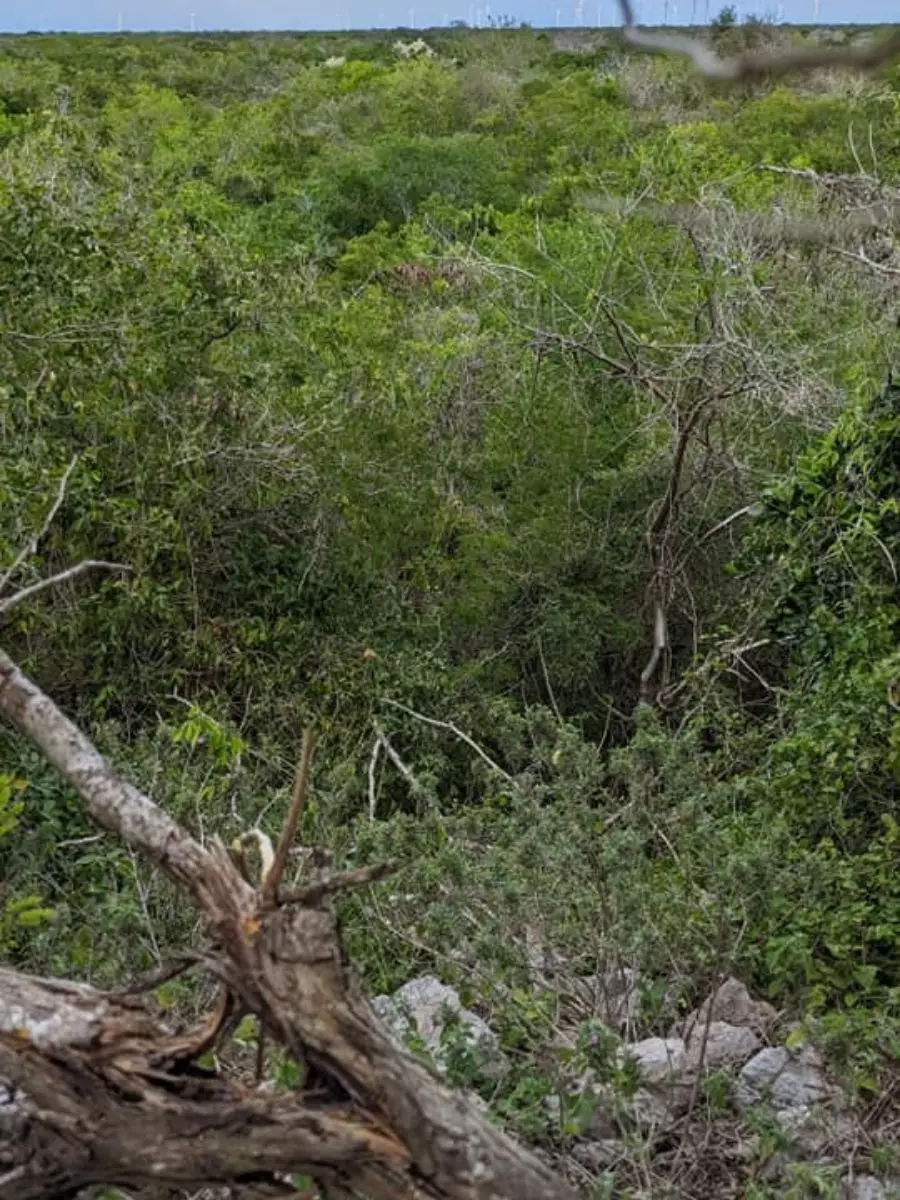 Penjelajah Yucatecan menemukan reruntuhan, hacienda, dan cenote di hutan Mayab 105_5