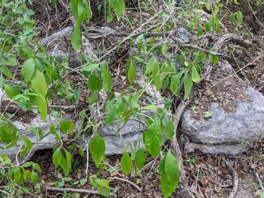 Yucatecanin tutkimusmatkailijat löytävät raunioita, haciendaa ja cenoteja Mayab-viidakossa 105_6