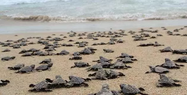 The Mexican Turtle Center in Mazunte, Oaxaca