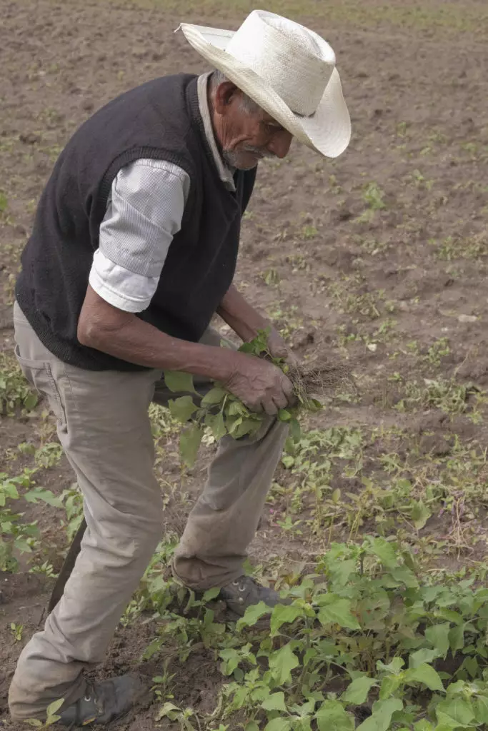 Amaranth Mission: ponto al komunuma sano en Oaxaca 10828_3