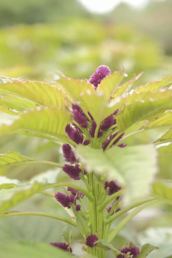 Amaranth Mission: ponto al komunuma sano en Oaxaca 10828_4