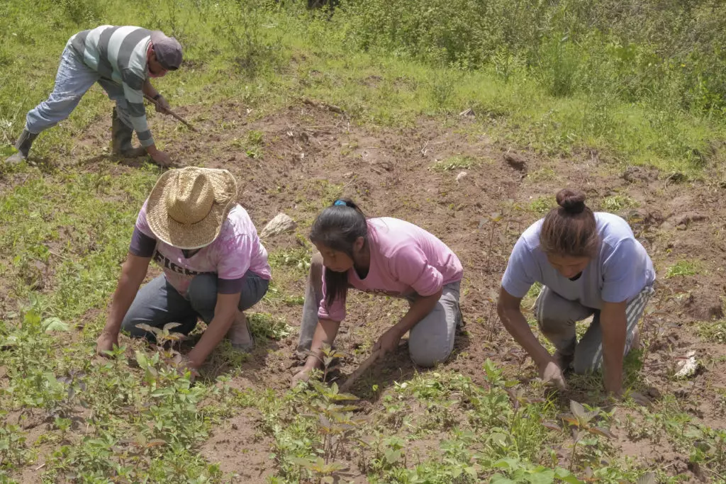 Amaranth Mission: ponto al komunuma sano en Oaxaca 10828_5