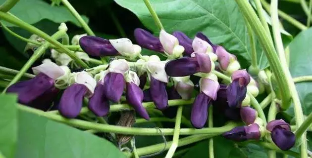 ಔಷಧೀಯ ಸಸ್ಯವಾಗಿ ಪಿಕಾ ಪಿಕಾ