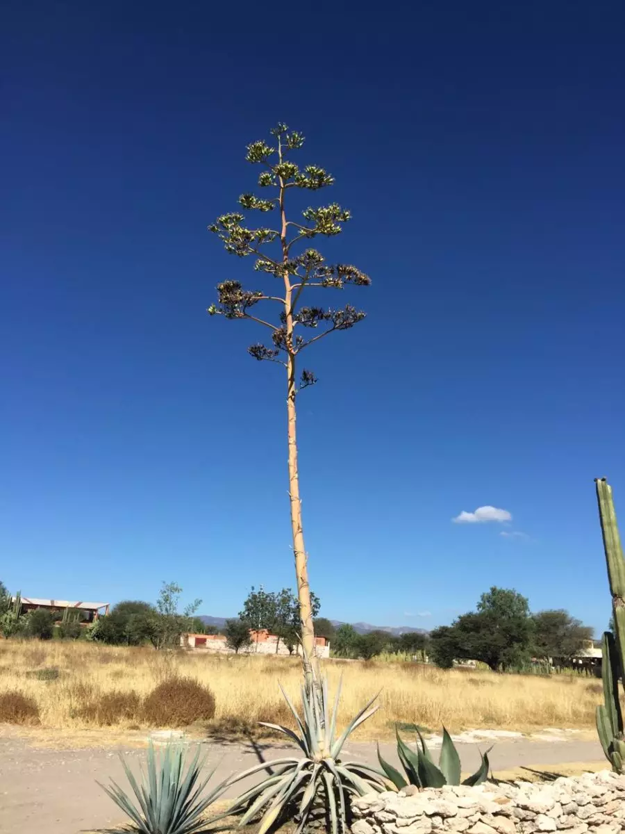 De maguey bloem, een heerlijk Mexicaans gerecht 10929_4