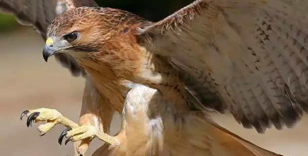 Aves de rapina, reino dos céus