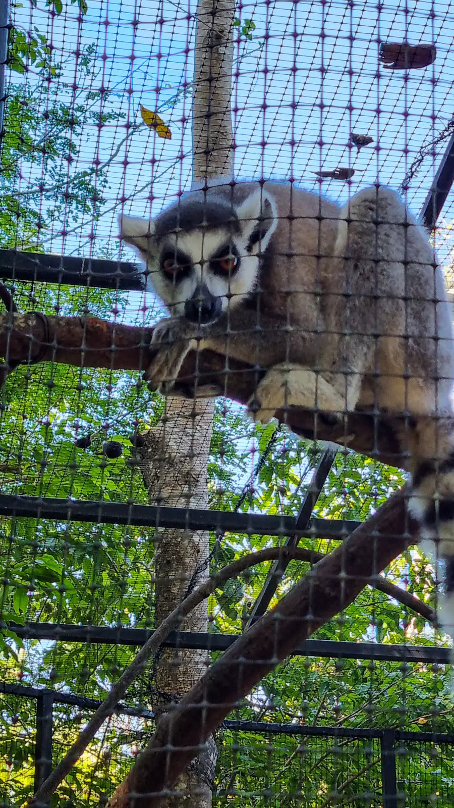 monyét di Puerto Vallarta