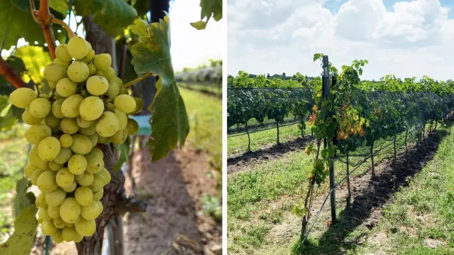 Come differenziare i tipi di vino e godersi un pomeriggio in un'azienda vinicola 11167_2