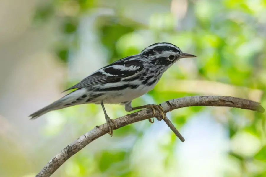 Cuyo, Yucatan