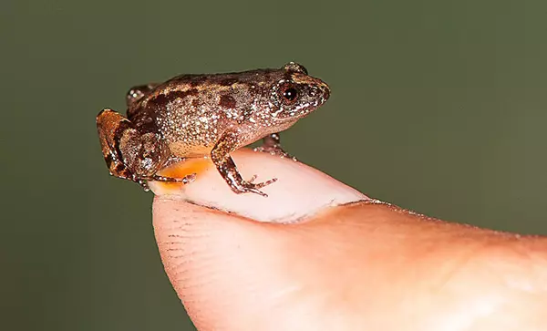 Znanstvenici su otkrili šest vrsta najmanjih žaba u Meksiku 11238_3