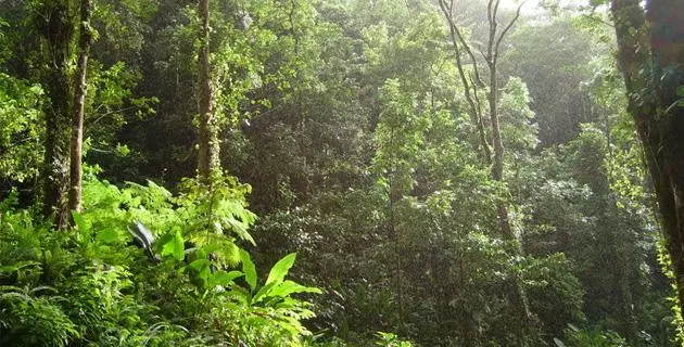 Binyuze muri Las Cañadas yishyamba ryigicu (Veracruz)