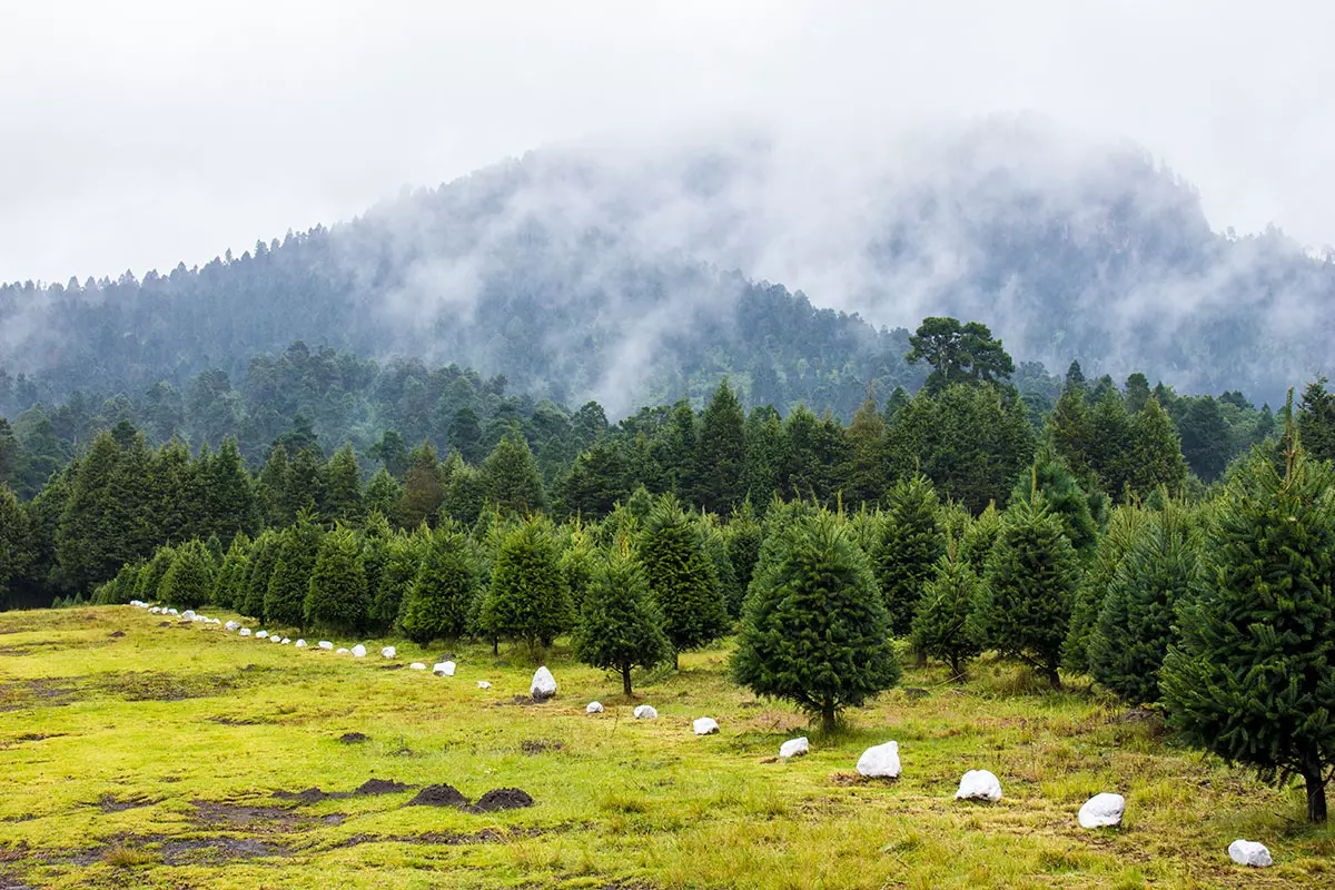 Compra el teu arbret al bosc dels arbres de Nadal