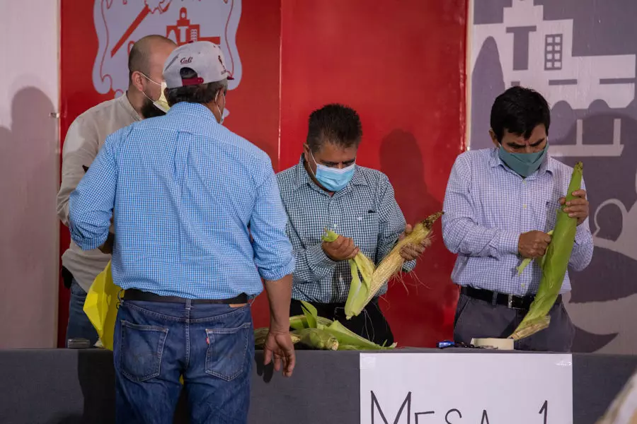 Un agricultor de Nayarit gaña o concurso do millo máis grande do mundo 11291_3