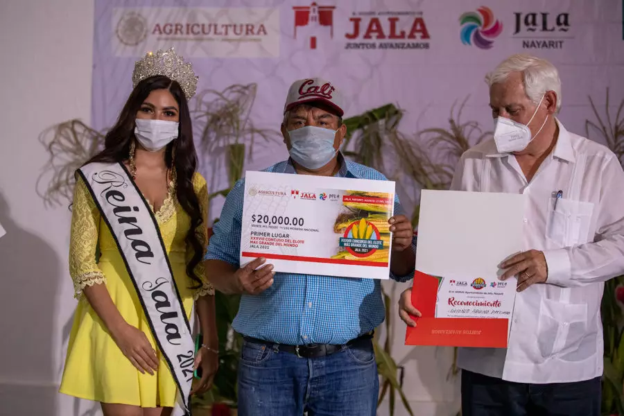 Farmer from Nayarit wins the contest for the largest corn in the world 11291_7