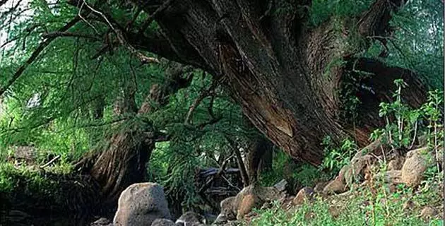 Ahuehuete, geedka Mexico