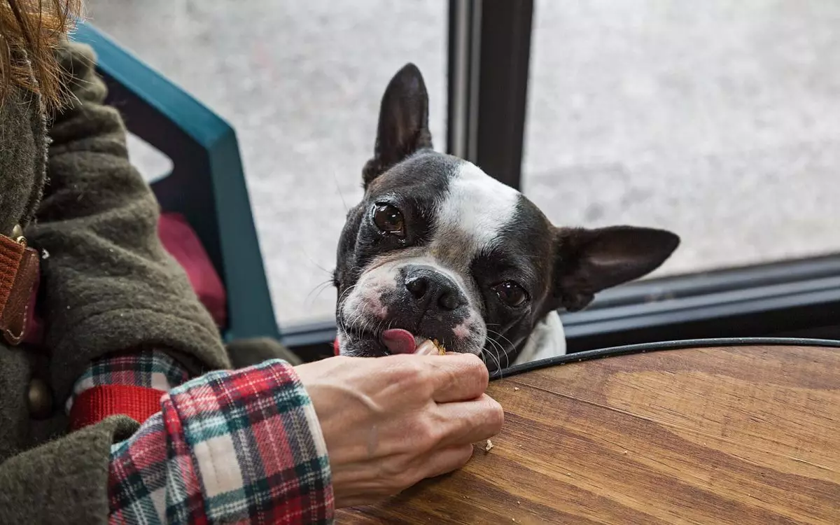 Parque La Mexicana, déi perfekt Plaz fir mat Ärem Hond ze trëppelen 11423_3