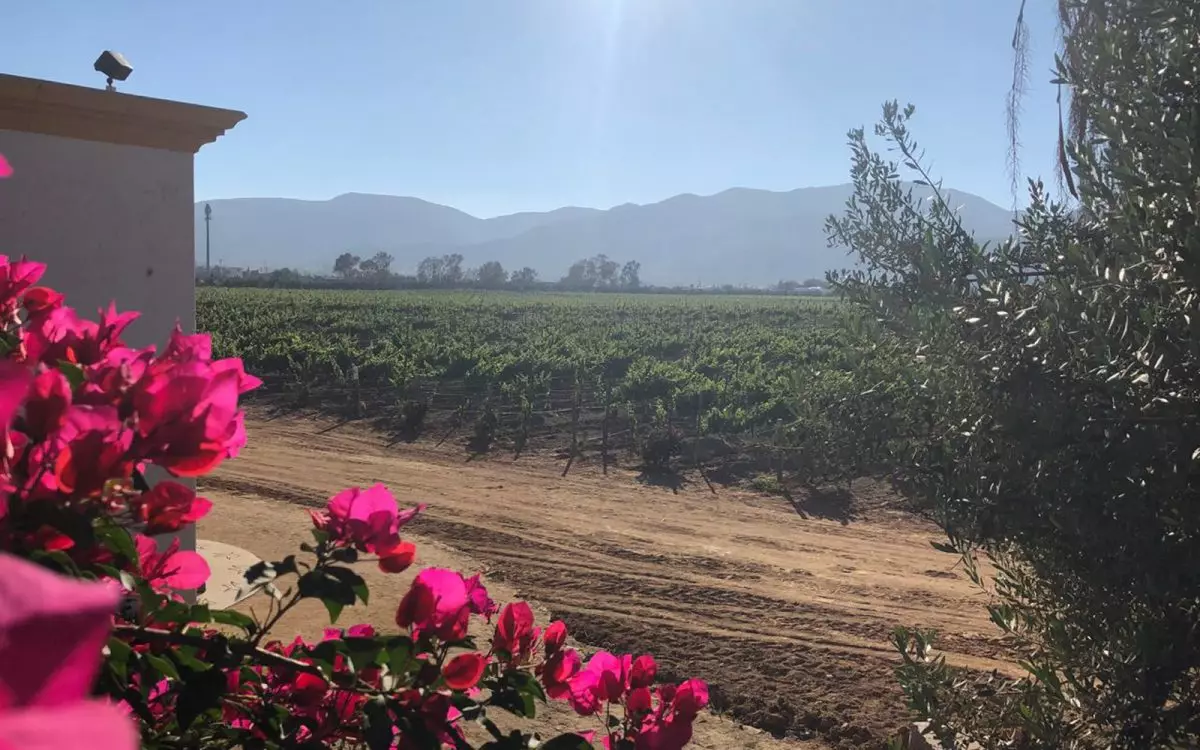 Adobe de Guadalupe hvor den første tequilaen for kvinner er i alderen