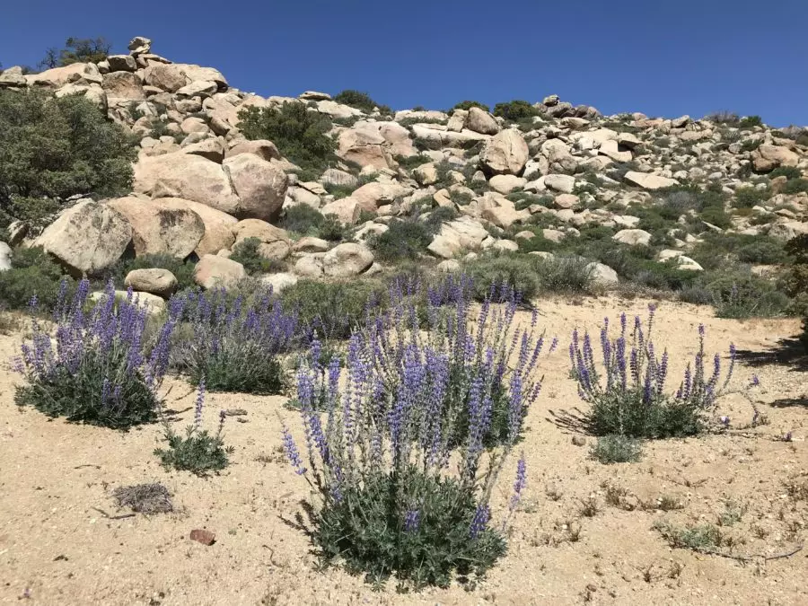 Wanderen zu Baja California, op der Spur vun der Fräiheet 11576_4