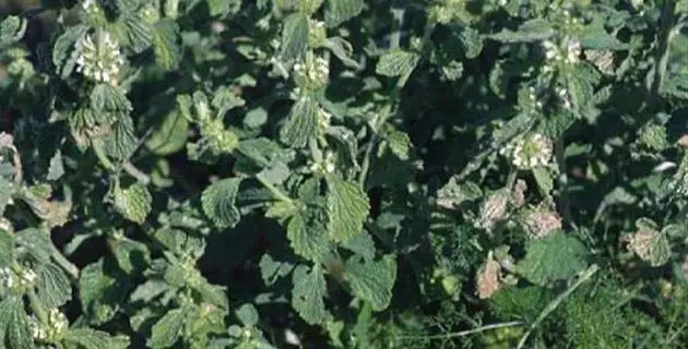 El Manrubi com a planta medicinal