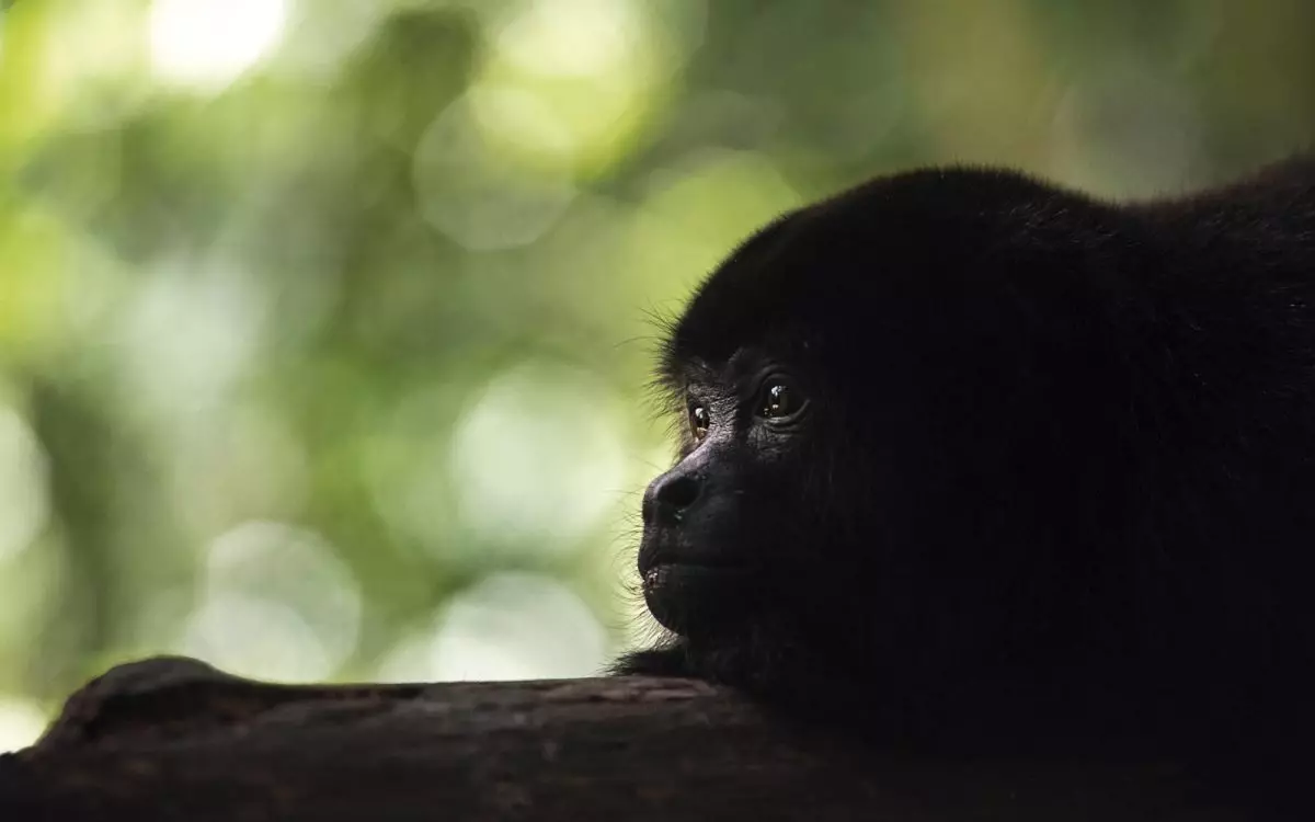 Fauna-Džungļi-Šimpanze