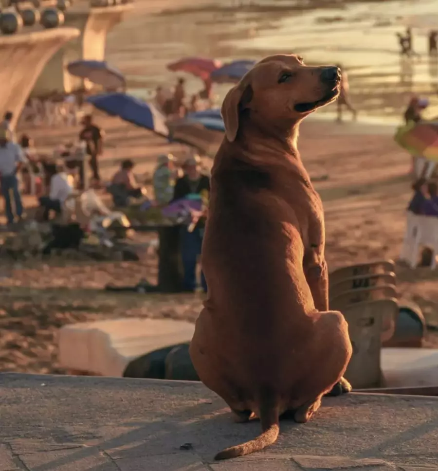 Hond kijkt vrolijk naar de zonsondergang op een Mexicaans strand 11724_2