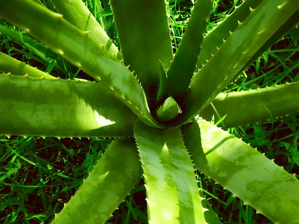 aloe-vera-2631853_960_720