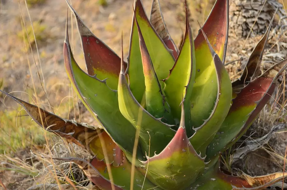 Aloe vera və ya Aloe vera: xüsusiyyətləri və faydaları 11729_2