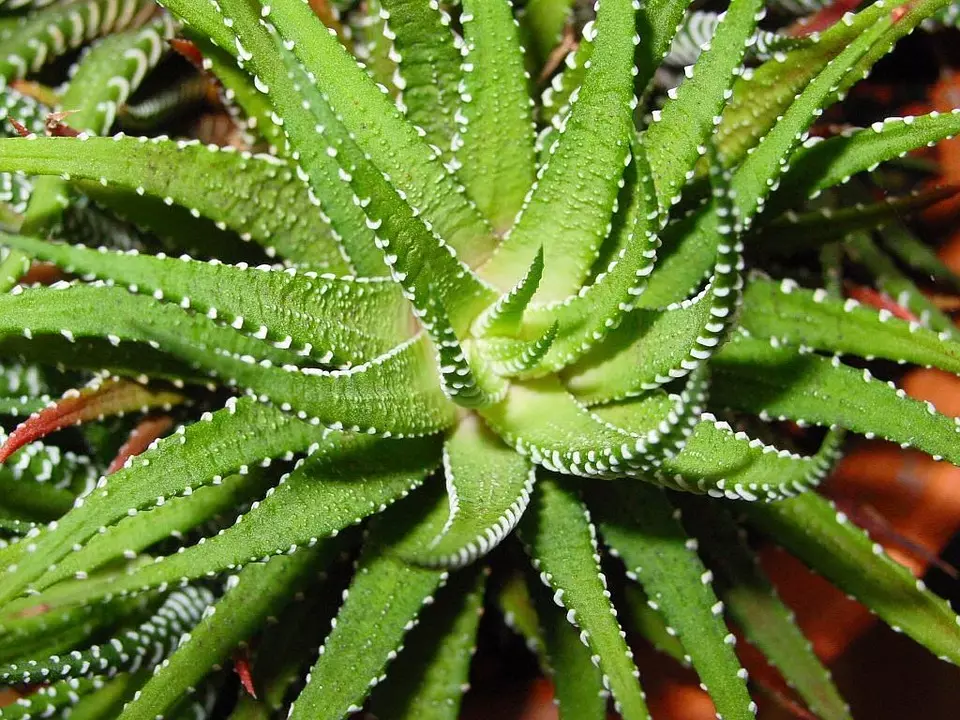 Aloe vera ou Aloe vera: características e beneficios 11729_3