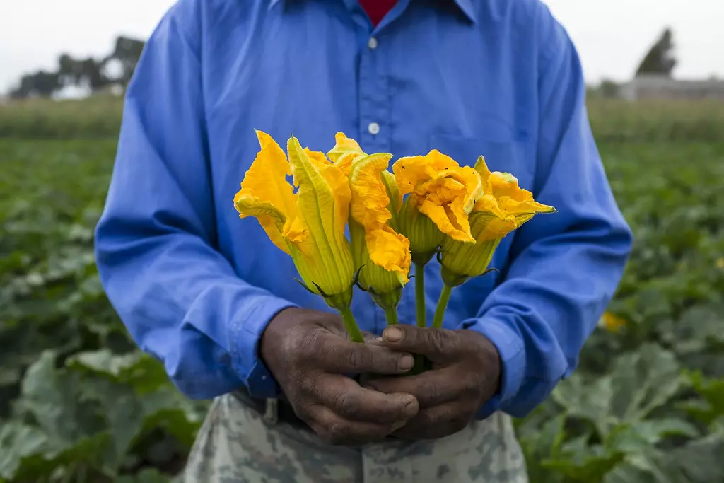 වට්ටක්කා මල්