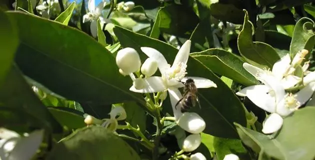 A flor de laranxa e as súas propiedades medicinais