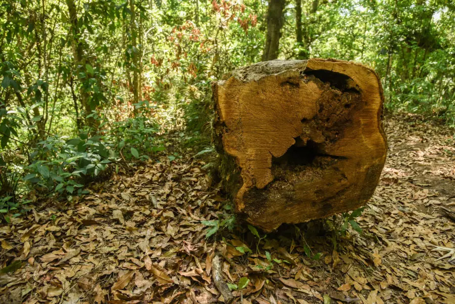 Një mijë hapa ju presin për të arritur në ujëvarën e La Granada në Coatepec 12092_3