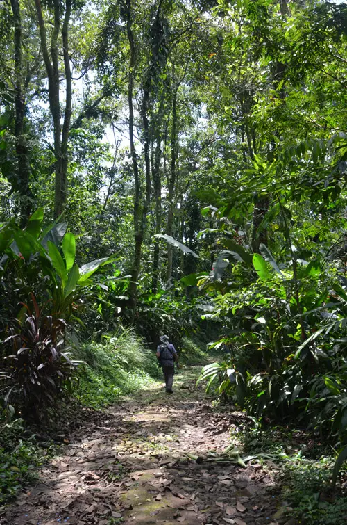 Finca Argovia: אַ פאַרם וואָס וועט מאַכן איר ליבע קאַווע אפילו מער 12136_4