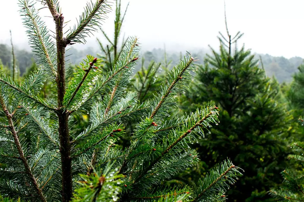 2 places to buy your natural Christmas tree near CDMX 12164_3