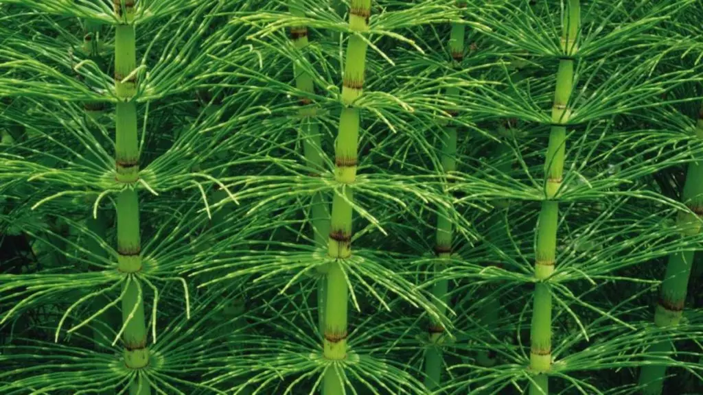 Хвошч палявы (Equisetum arvense) 12189_2