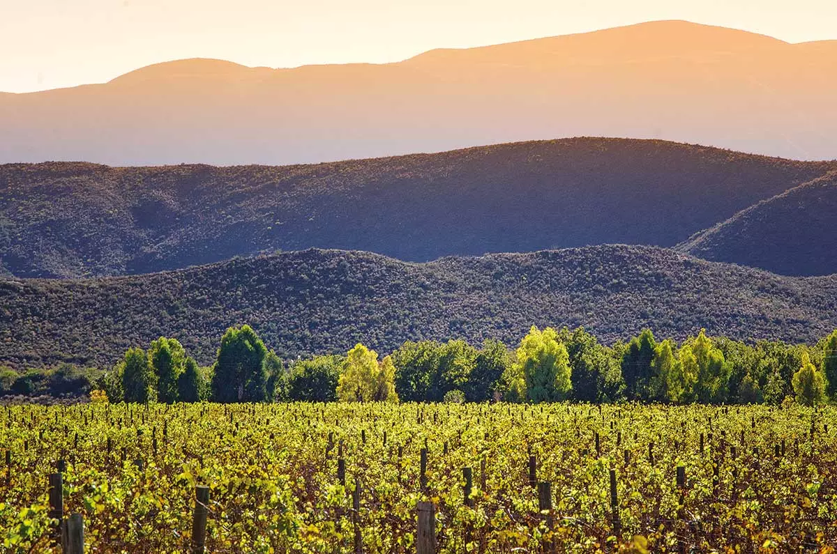 DSC_7725_coahuila_parras_landscape_vinedo_MACmd |