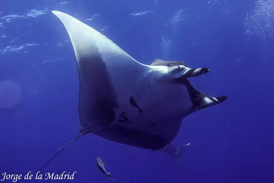 Manta rays ao amin'ny Nosy Revillagigedo, dihy anaty rano 12280_10