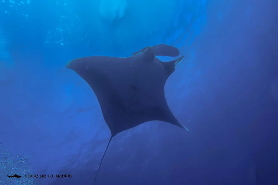 Manta rays ao amin'ny Nosy Revillagigedo, dihy anaty rano 12280_11