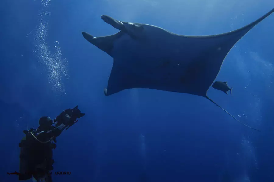 Manta rays ao amin'ny Nosy Revillagigedo, dihy anaty rano 12280_12