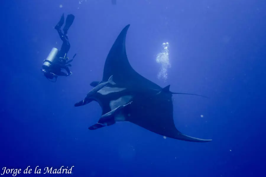 Manta rays ao amin'ny Nosy Revillagigedo, dihy anaty rano 12280_13