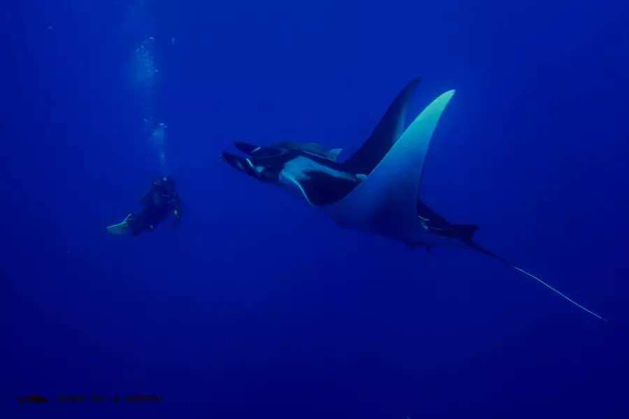 Manta rays ao amin'ny Nosy Revillagigedo, dihy anaty rano 12280_3