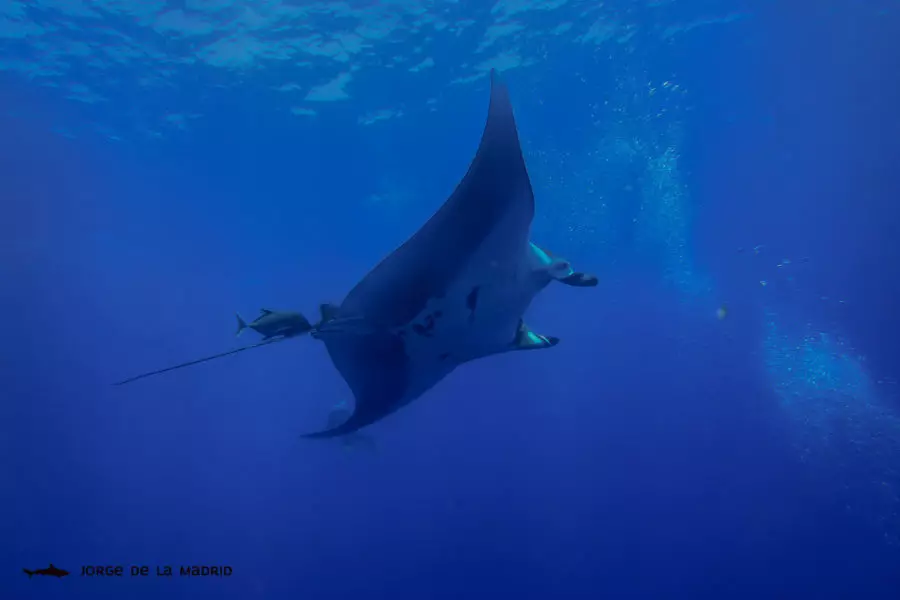 Manta rays ao amin'ny Nosy Revillagigedo, dihy anaty rano 12280_4