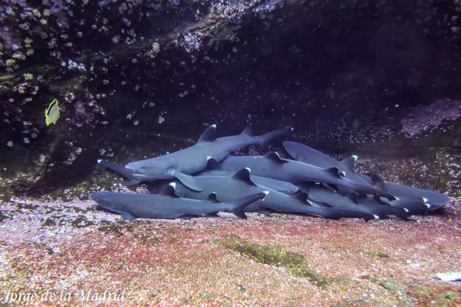 Manta rays ao amin'ny Nosy Revillagigedo, dihy anaty rano 12280_6