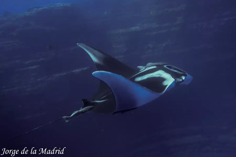 Manta rays ao amin'ny Nosy Revillagigedo, dihy anaty rano 12280_8