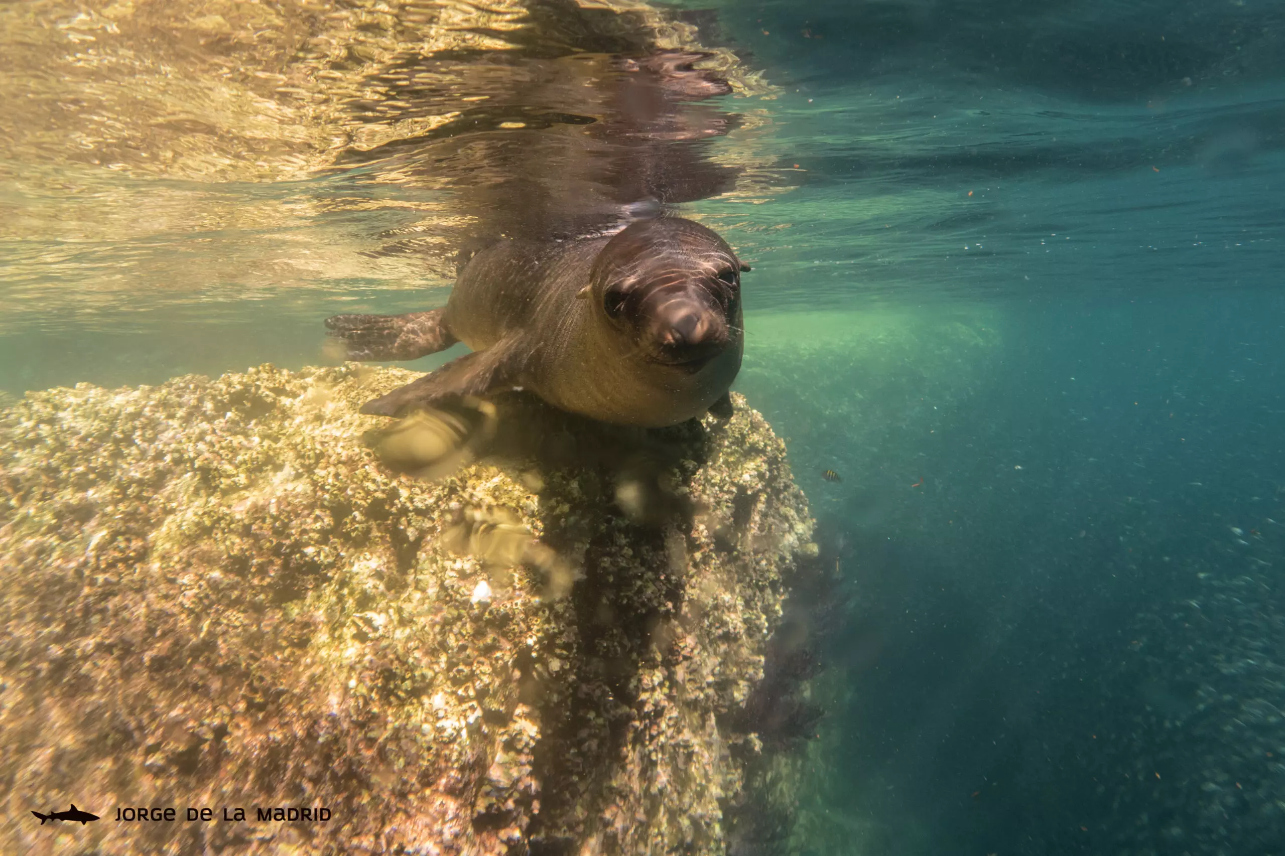 12 FOTOĞRAF JORGE DE LA MADRID, LA PAZ'DA LOO MARINO