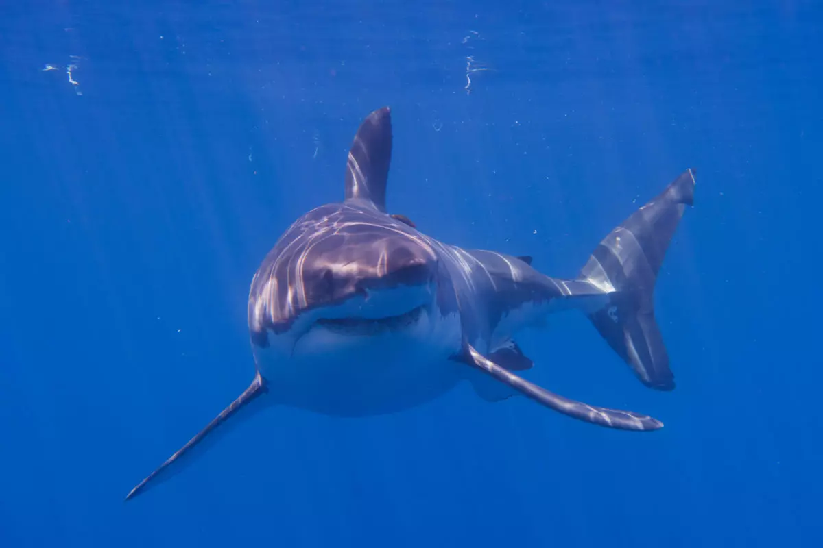 бела ајкула-GW-jorge-de-la-madrid-1
