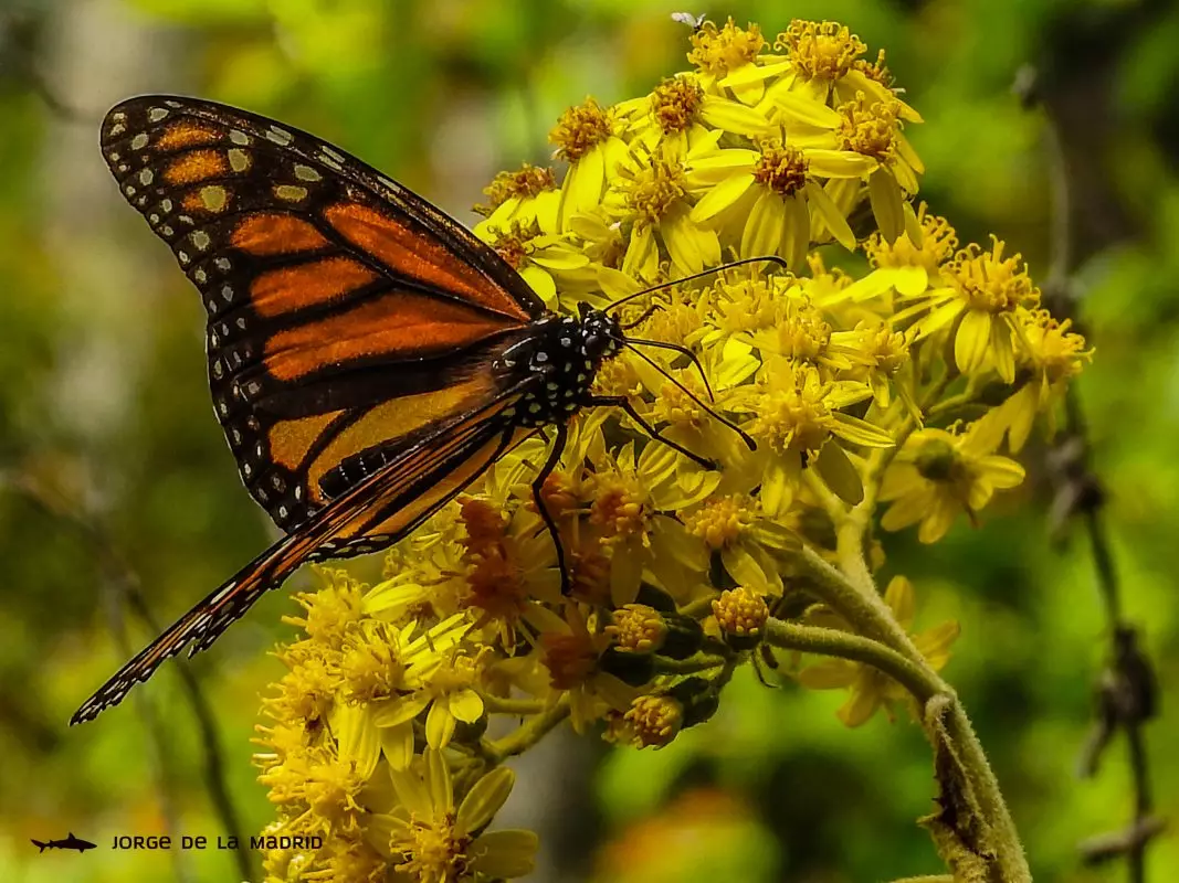 butterflies_monarch_jorge_de_la_madrid_mexico_unknown10