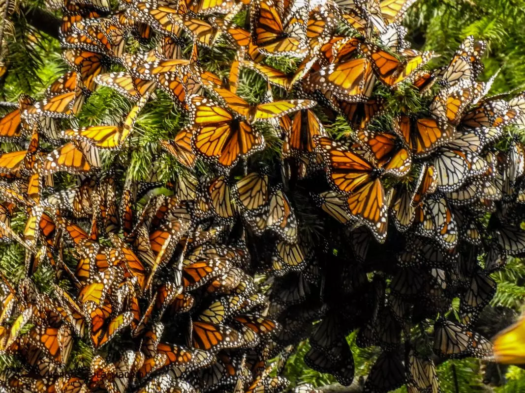 Monarch butterfly: kalig-on sa atong Mexican nga kalangitan 12286_2