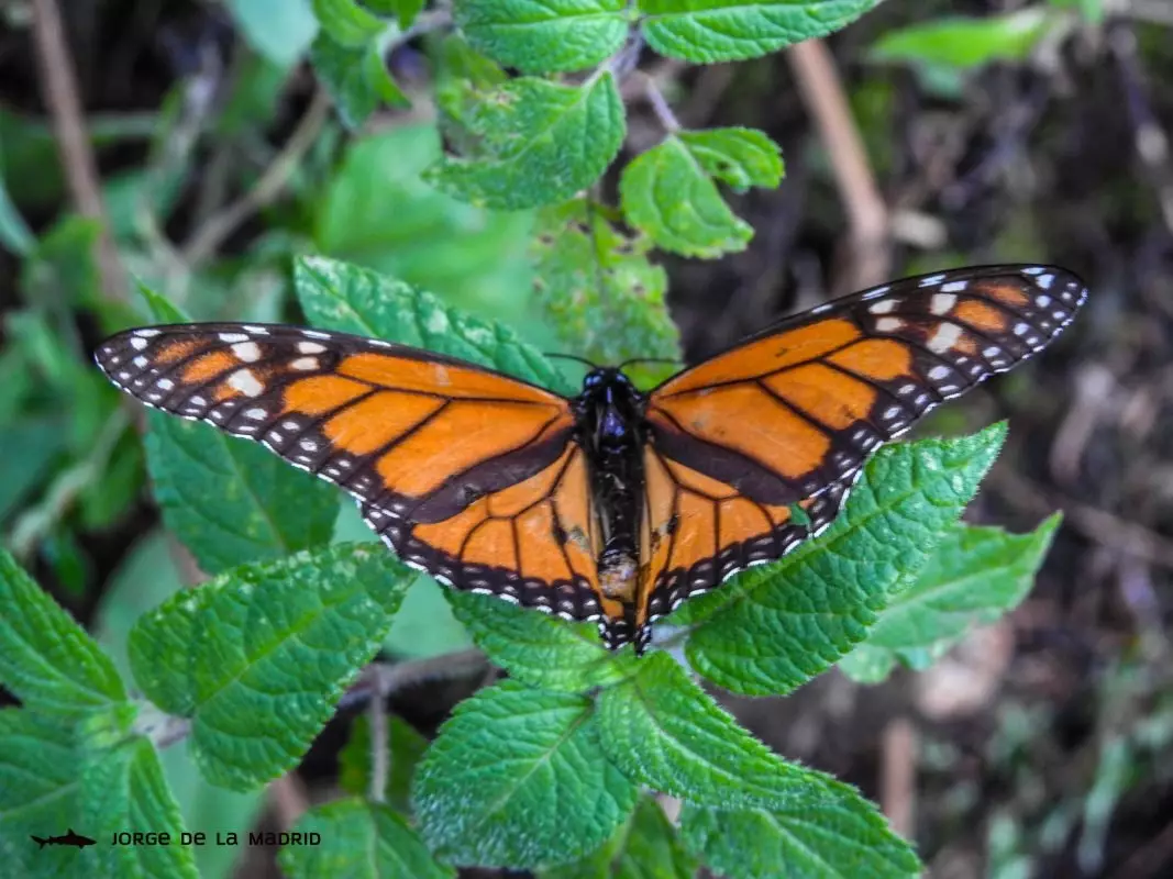 Monarch butterfly: kalig-on sa atong Mexican nga kalangitan 12286_3