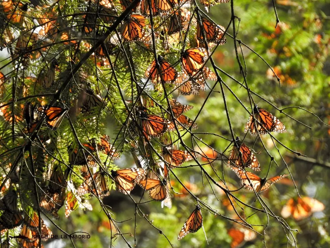 Monarch butterfly: kalig-on sa atong Mexican nga kalangitan 12286_4